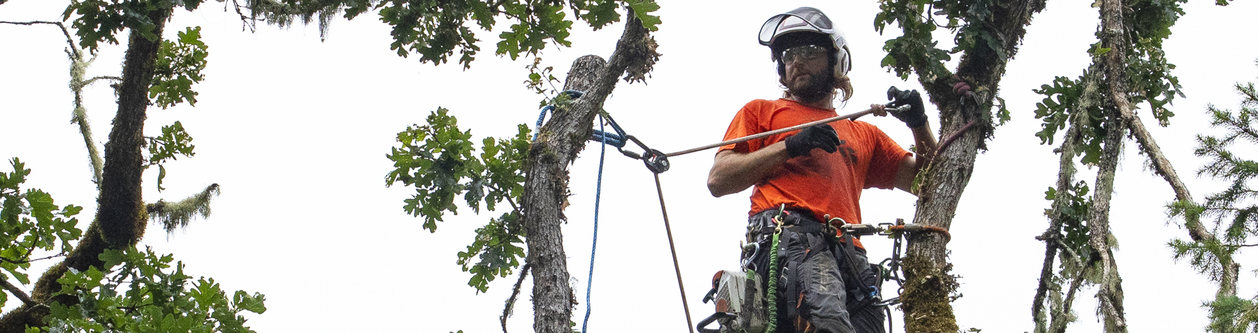 Sperry Tree Care Co. | Eugene